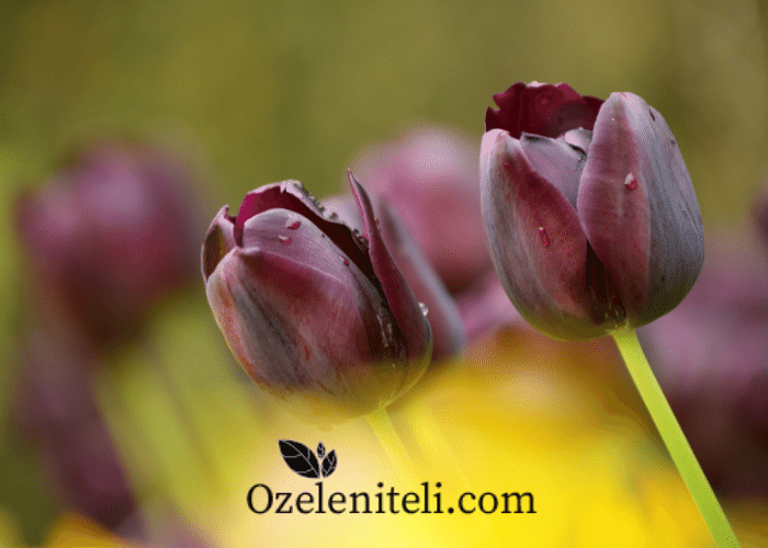 Лале: Грижи, видове и съвети за засаждане и отглеждане