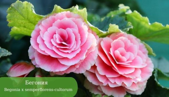 Топ 20 Целогодишни цъфтящи градински растения - Озеленители